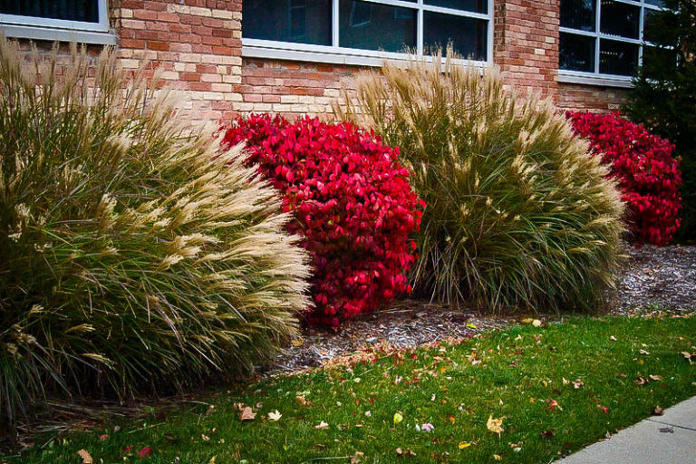 Planting Trees and Shrubs in the Fall - Good Earth Garden Center