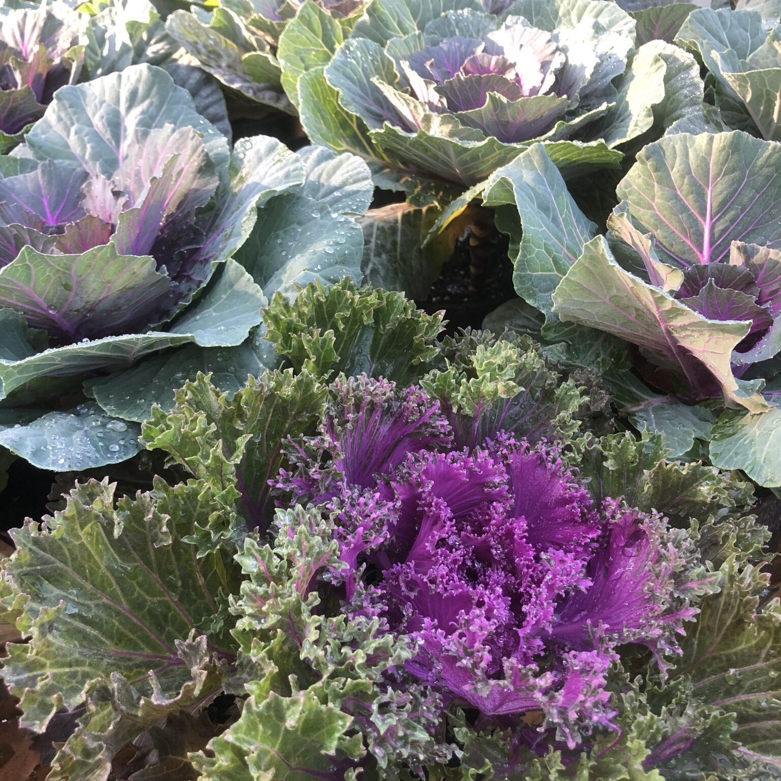 Ornamental Cabbage, Kale and Greens! - Good Earth Garden Center