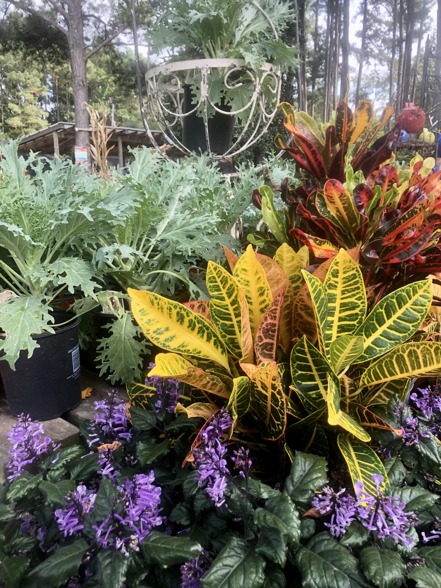 Ornamental Cabbage, Kale and Greens! - Good Earth Garden Center