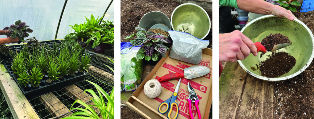 How to Make a Kokedama - Good Earth Garden Center