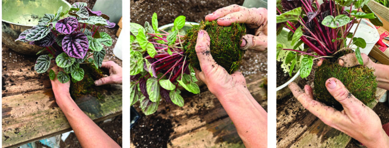 How to Make a Kokedama - Good Earth Garden Center