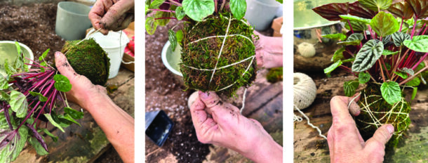 How to Make a Kokedama - Good Earth Garden Center