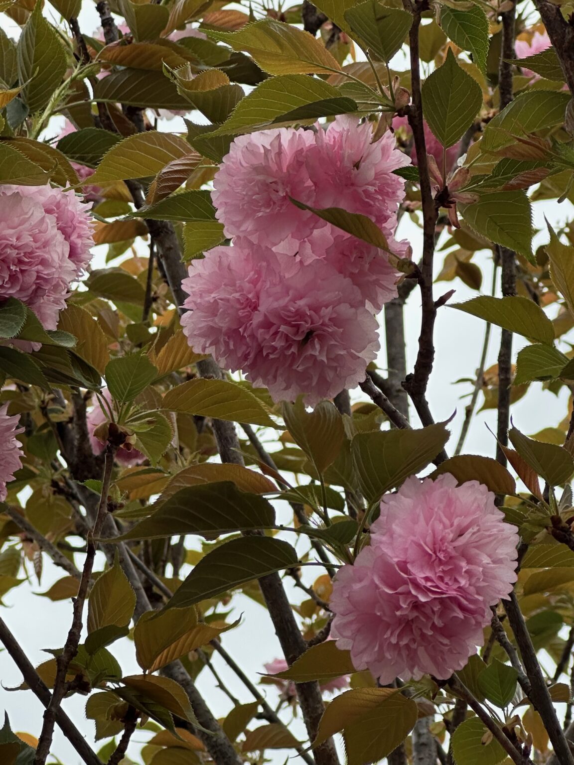 Ornamental Cherry Trees
