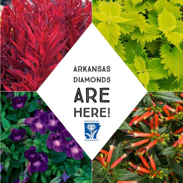 Arkansas Diamonds Program - Good Earth Garden Center