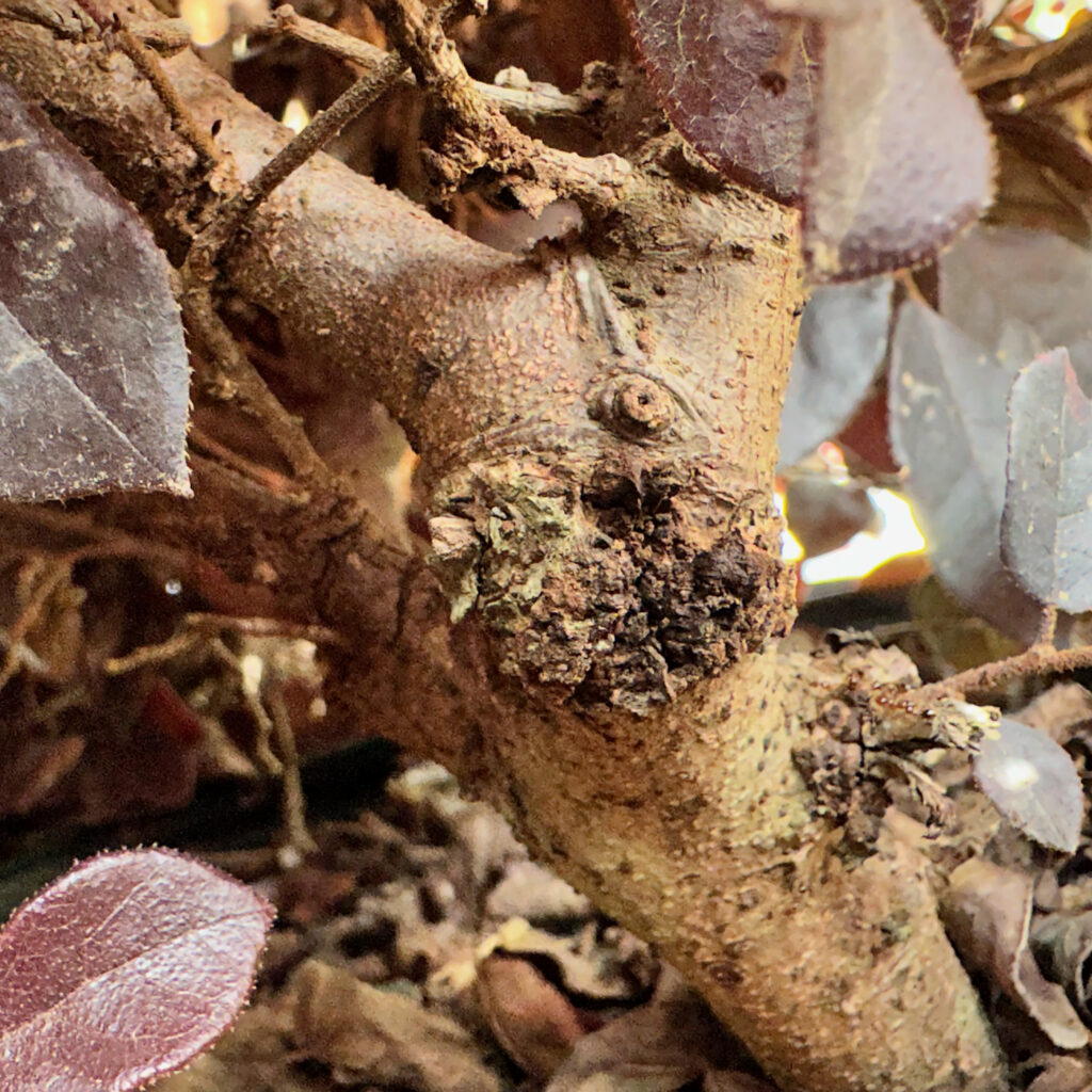 Bacterial Gall of Loropetalums - The Good Earth Garden Center