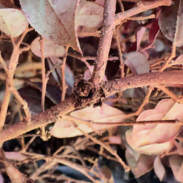 Bacterial Gall of Loropetalums - Good Earth Garden Center