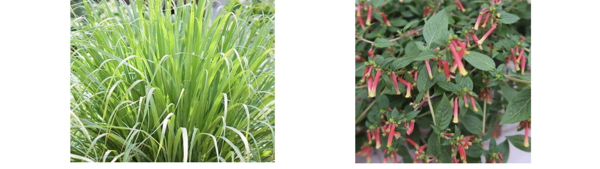 Arkansas Diamonds Program - Good Earth Garden Center