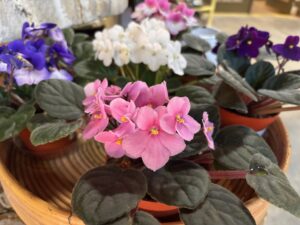 African Violet Lighting Tips