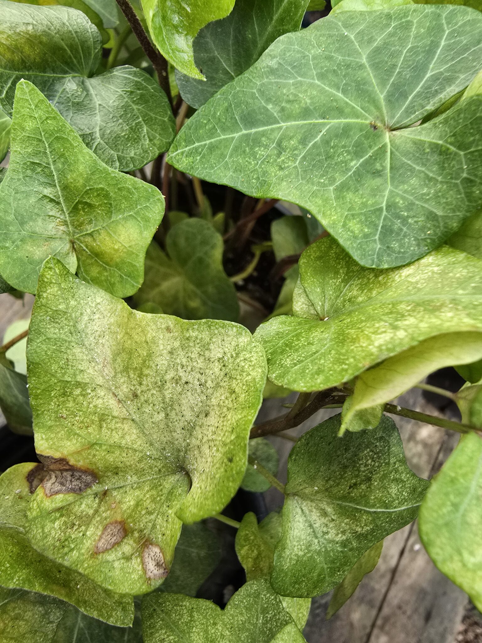 Spider mite damage on English Ivy