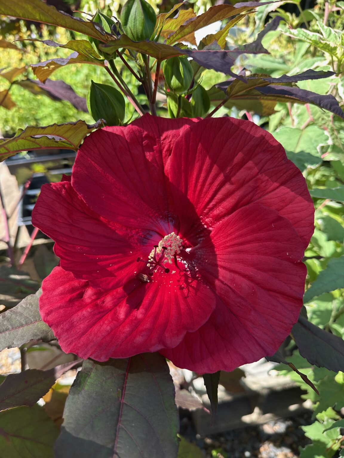Another favorite is ‘Midnight Marvel’; which has eye-catching true red ...