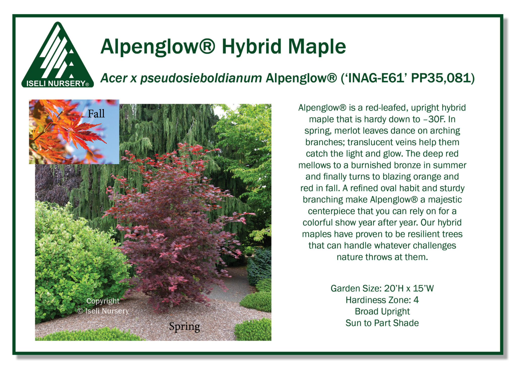 Very Important about Japanese Maples!