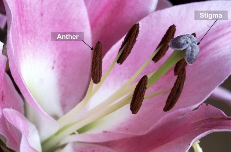 Pollinators can include: butterflies, bees, birds, beetles, flies, bats ...